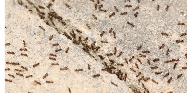 What Do Baby Ants Look Like? - Classified Mom