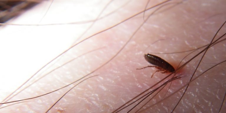 What Do Baby Fleas Look Like? - Classified Mom