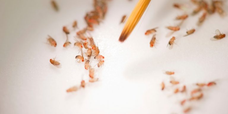 What Do Baby Flies Look Like? - Classified Mom