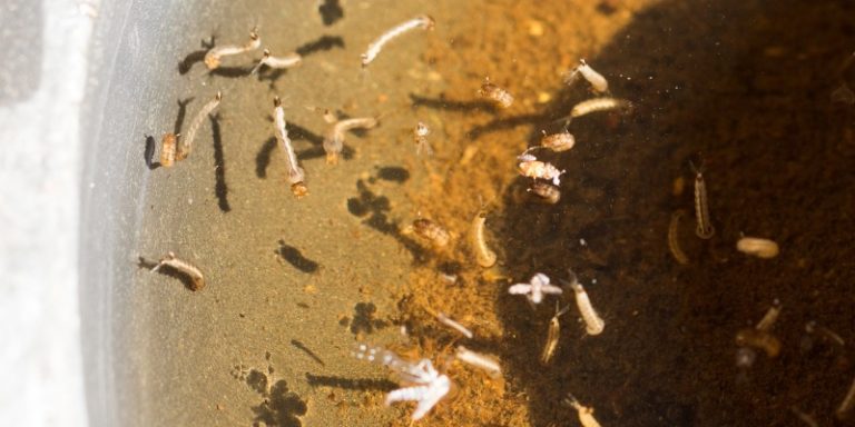 What Do Baby Mosquitoes Look Like? - Classified Mom