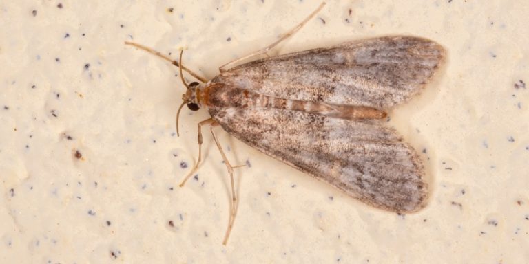 What Do Baby Moths Look Like? - Classified Mom