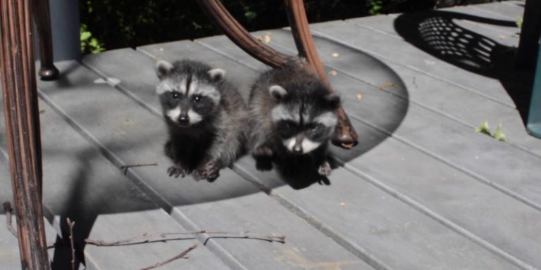 What Does A Baby Raccoon Sound Like? - Classified Mom