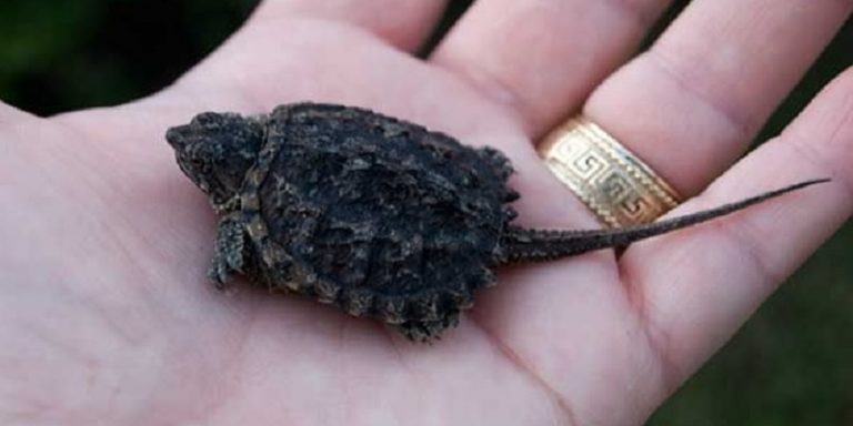 What Do Baby Alligator Snapping Turtles Eat? - Classified Mom