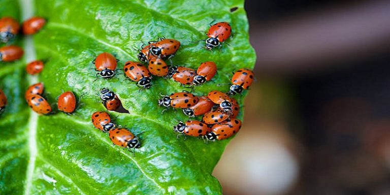 What Do Baby Ladybugs Eat? - Classified Mom