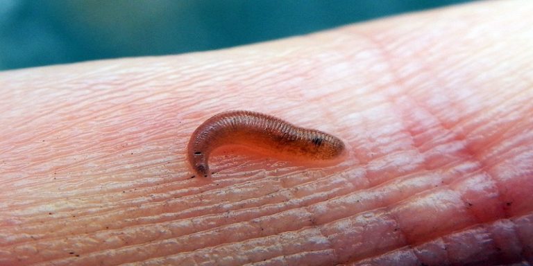 What Do Baby Leeches Look Like? - Classified Mom