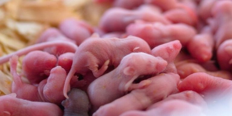 What Do Baby Mice Look Like? - Classified Mom